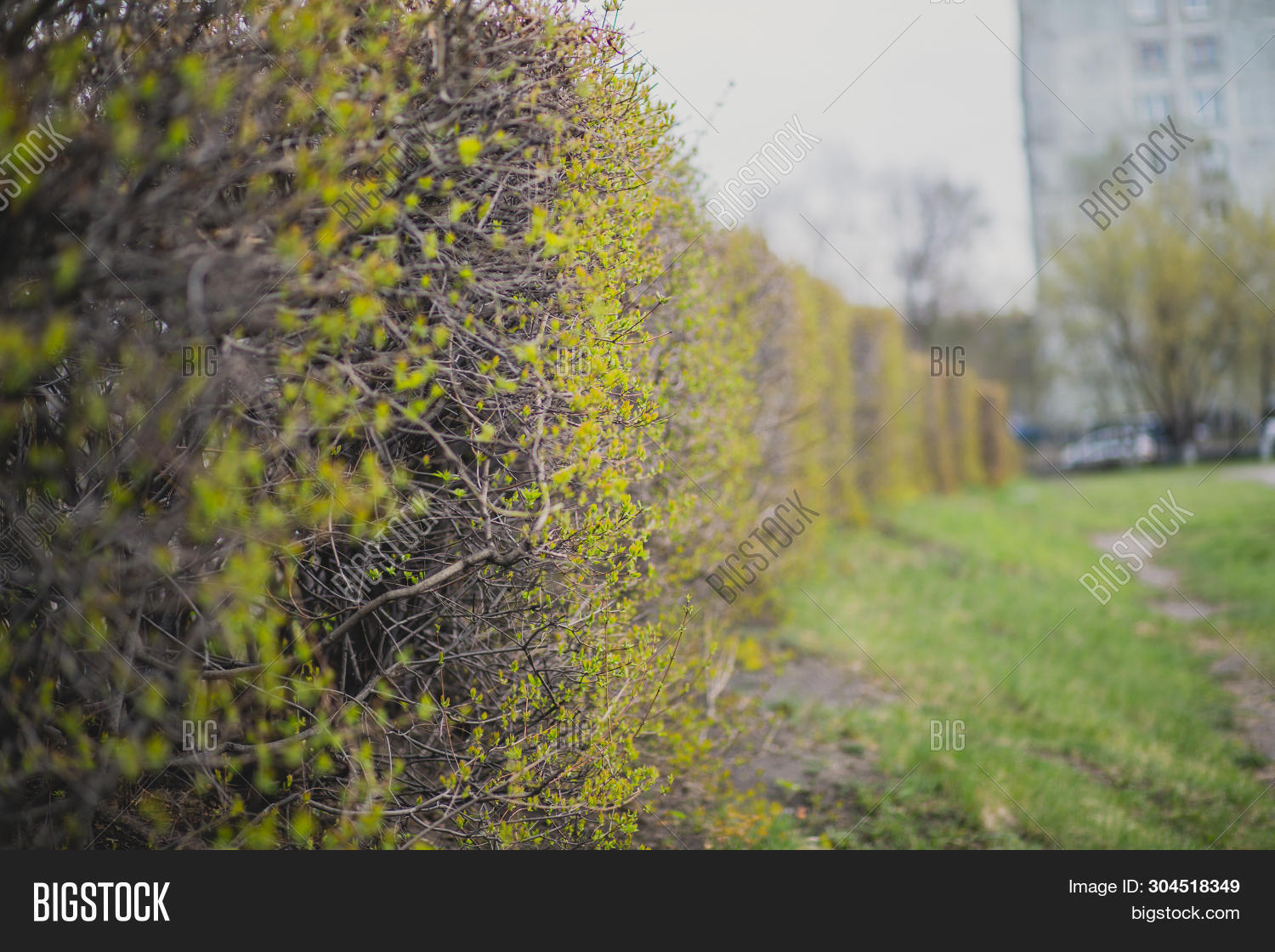 High Bushes Small Image & Photo (Free Trial) | Bigstock