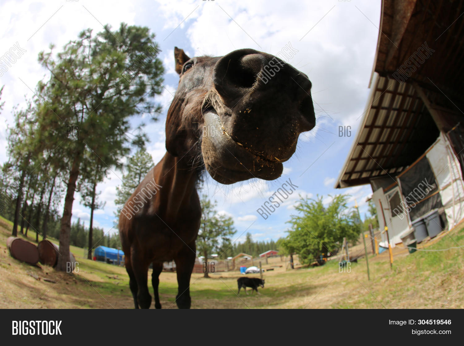 Horse. Fish Eye Lens Image & Photo (Free Trial) | Bigstock