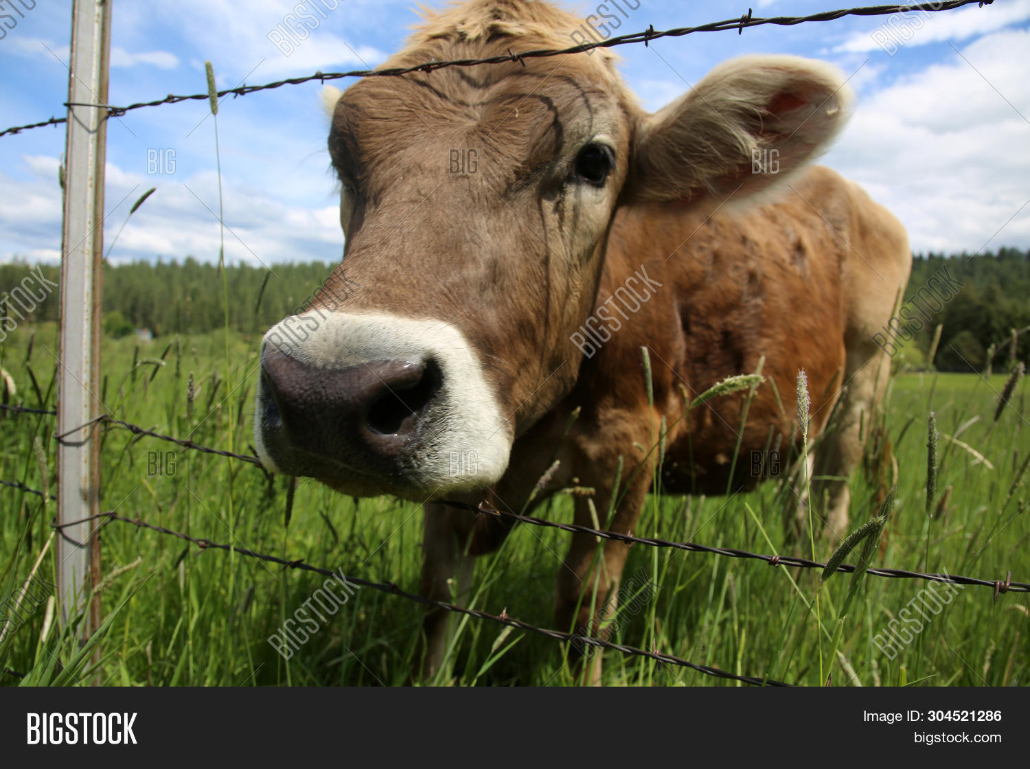 Cow. Beautiful Cow Image & Photo (Free Trial) | Bigstock