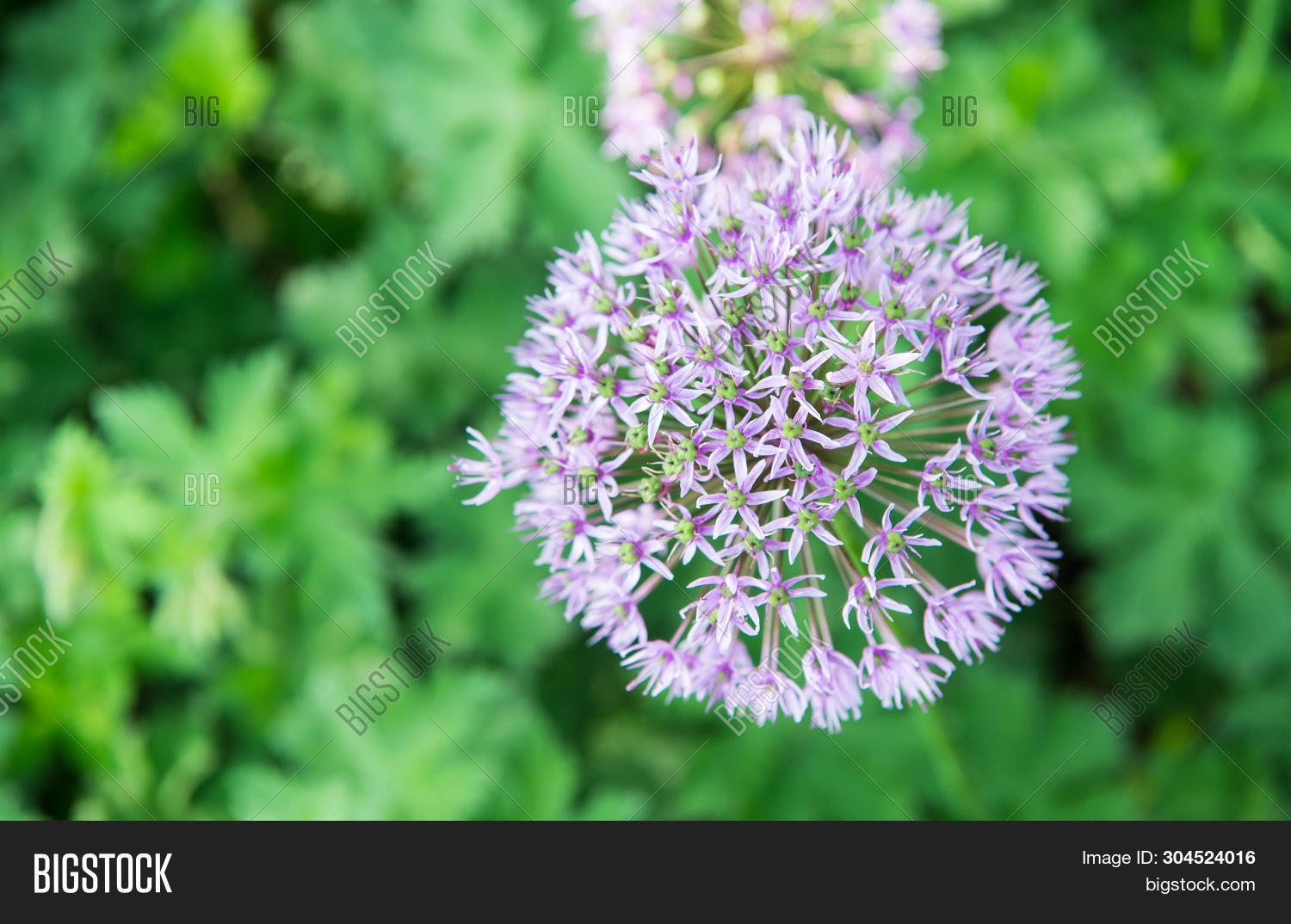 Allium Blooming Close Image & Photo (Free Trial) | Bigstock