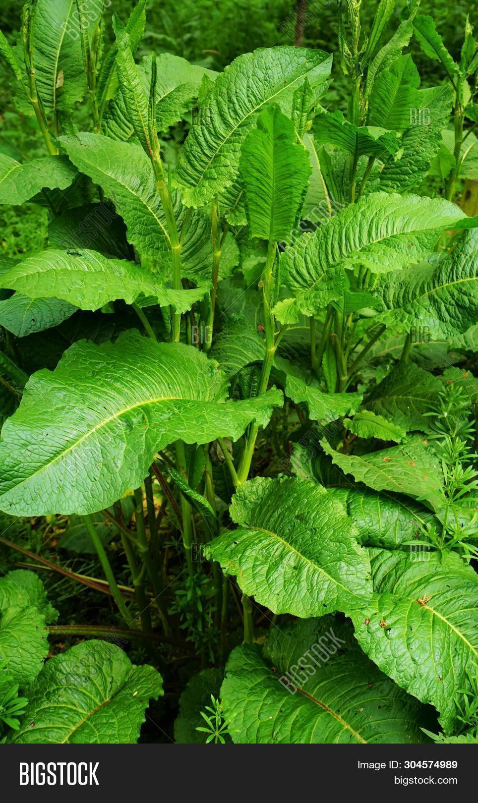 Large Garden Sorrel Image & Photo (Free Trial) | Bigstock
