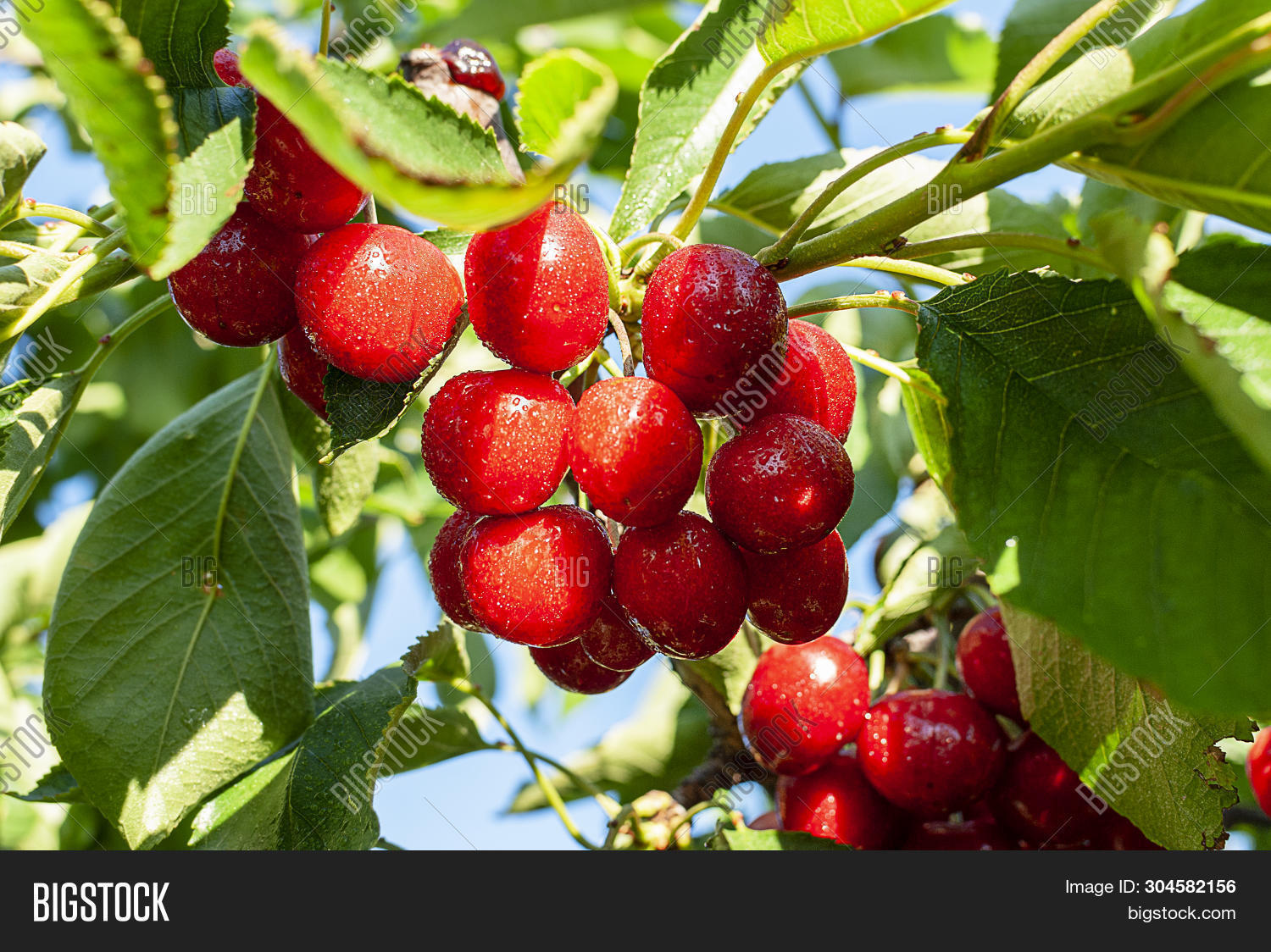 Big Red Cherries Image & Photo (Free Trial) | Bigstock
