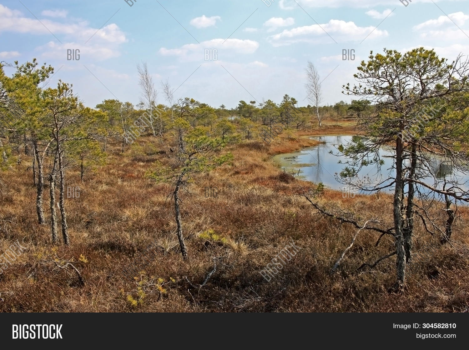 Great Kemeri Bog Image & Photo (Free Trial) | Bigstock