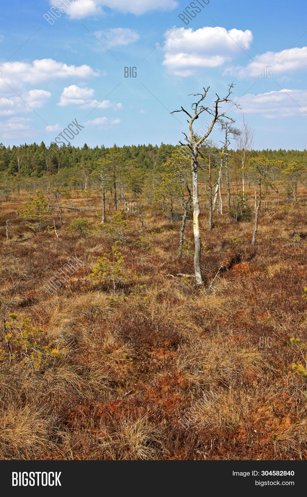 Great Kemeri Bog Image & Photo (Free Trial) | Bigstock