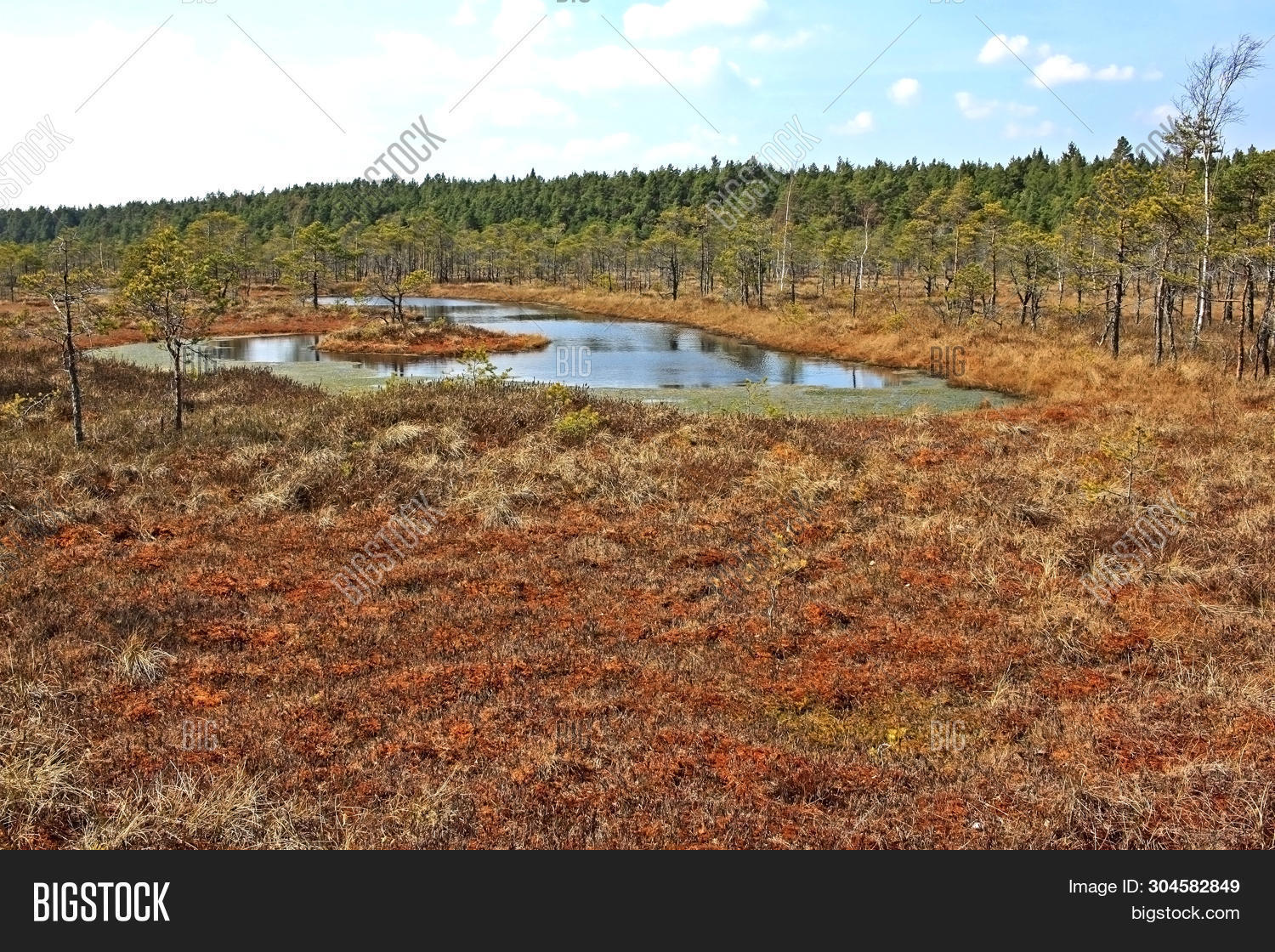 Great Kemeri Bog Image & Photo (Free Trial) | Bigstock