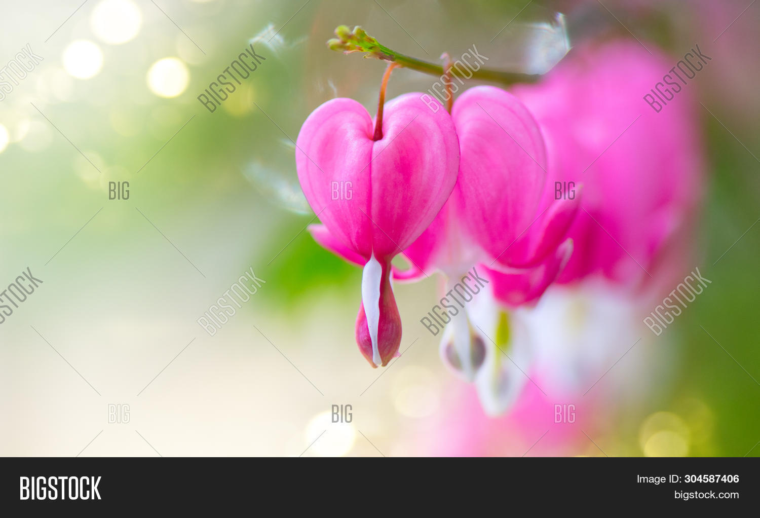 Dicentra Flower Heart Image & Photo (Free Trial) | Bigstock