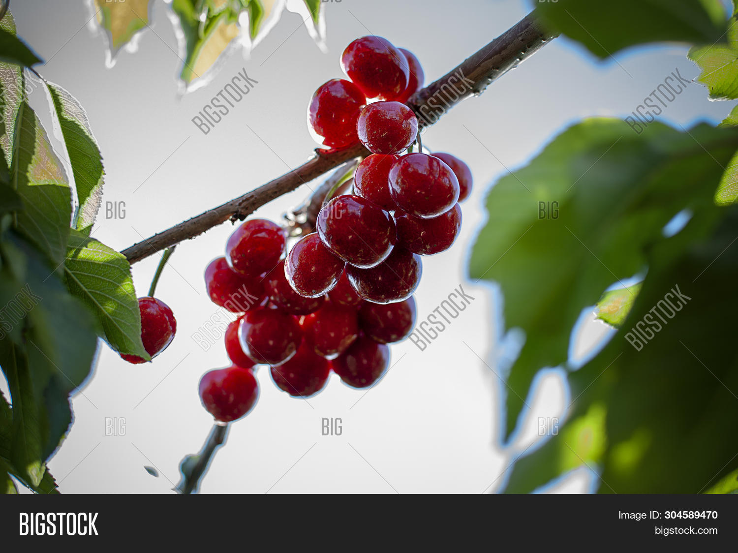 Imagen y foto Cherry Leaf Stalk. (prueba gratis) | Bigstock