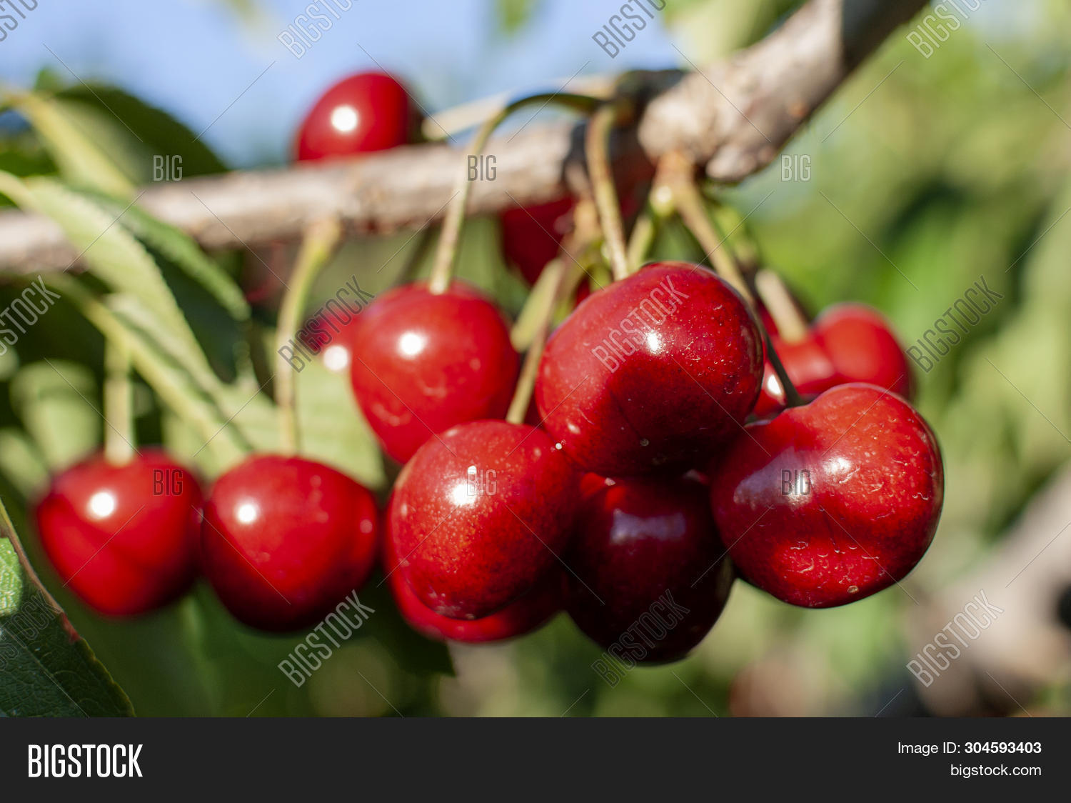 Big Red Cherries Image & Photo (Free Trial) | Bigstock