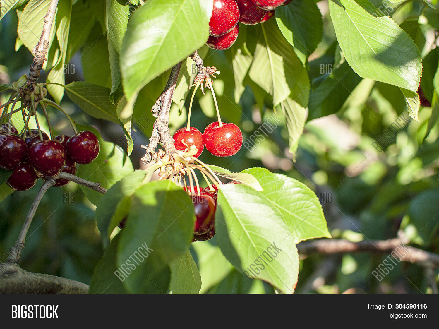 Imagen y foto Cherry Leaf Stalk. (prueba gratis) | Bigstock