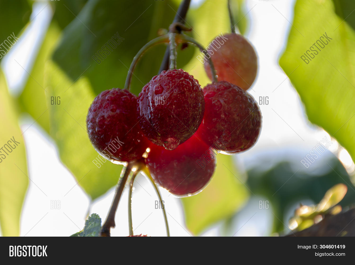 Imagen y foto Cherry Leaf Stalk. (prueba gratis) | Bigstock
