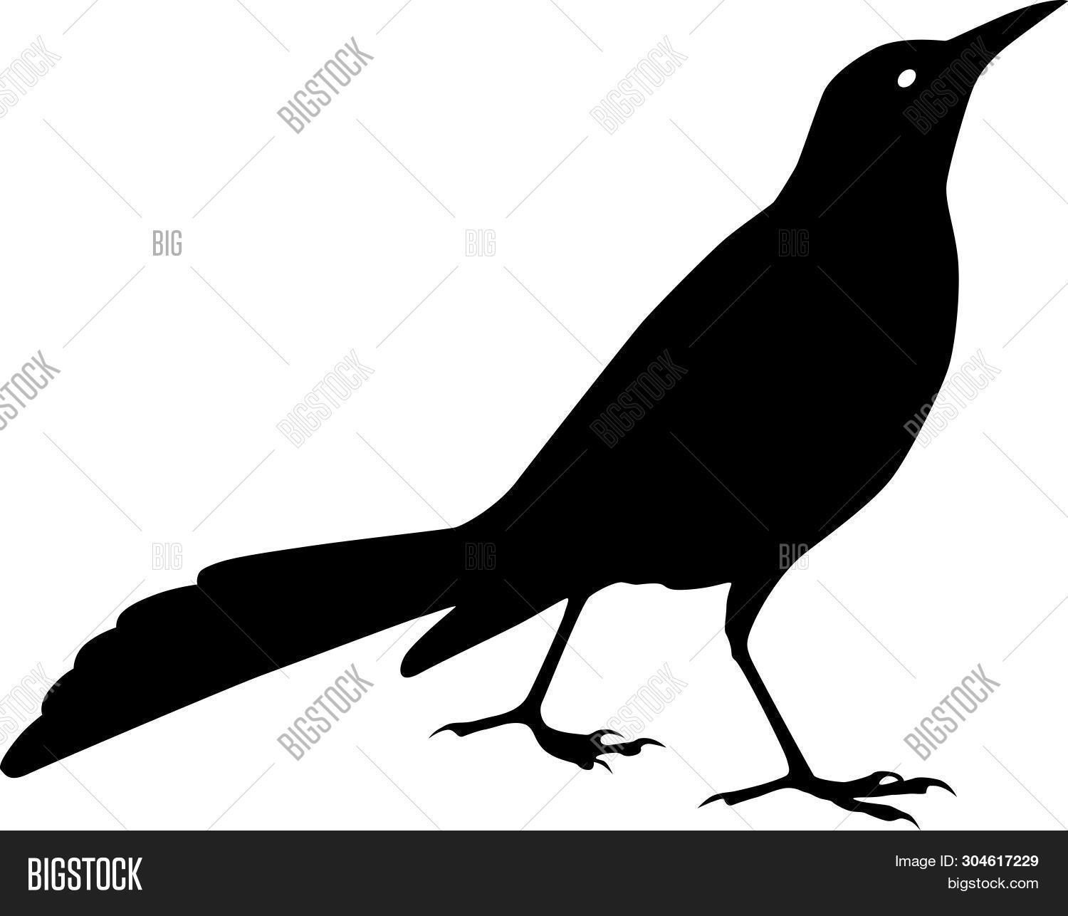 Grackle Bird Black Vector & Photo (Free Trial) | Bigstock