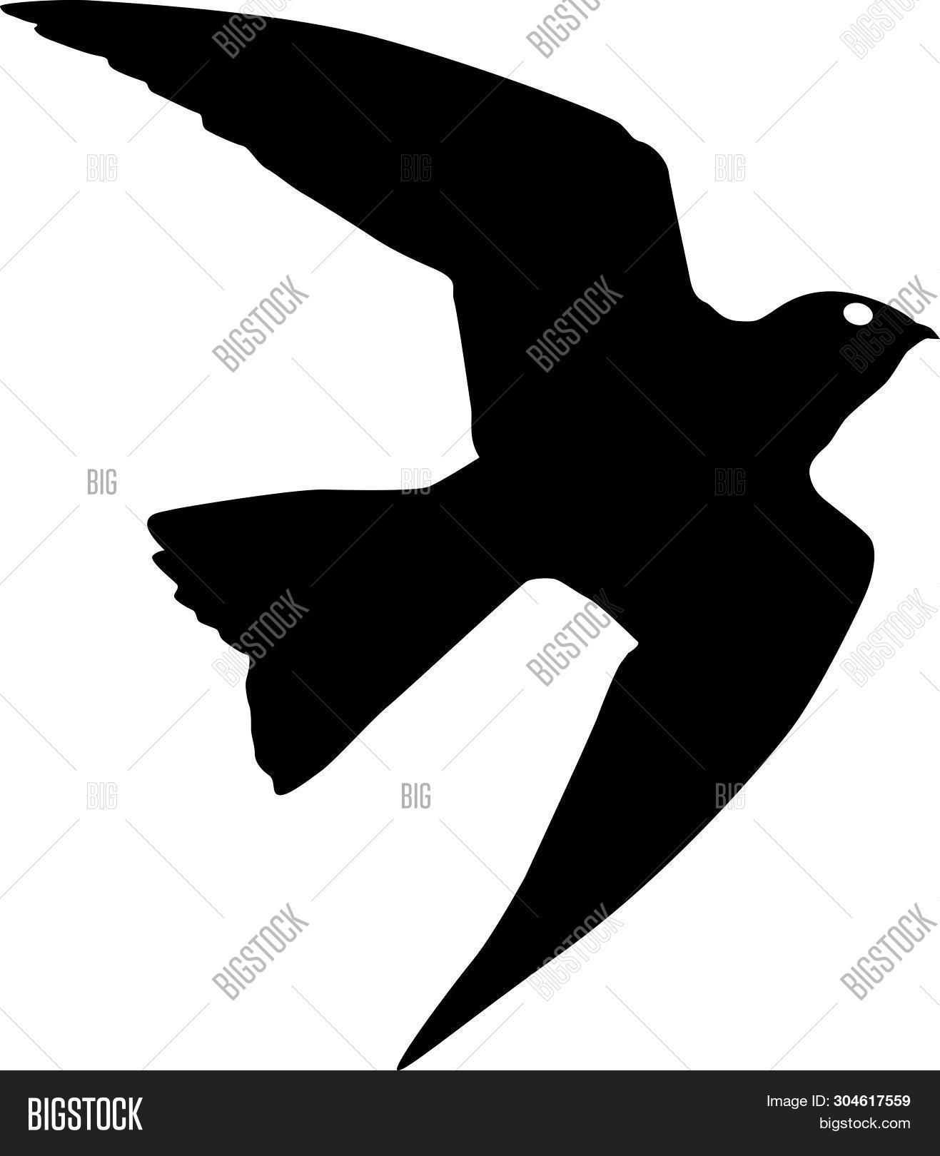 Night Hawk Bird Black Vector & Photo (Free Trial) | Bigstock