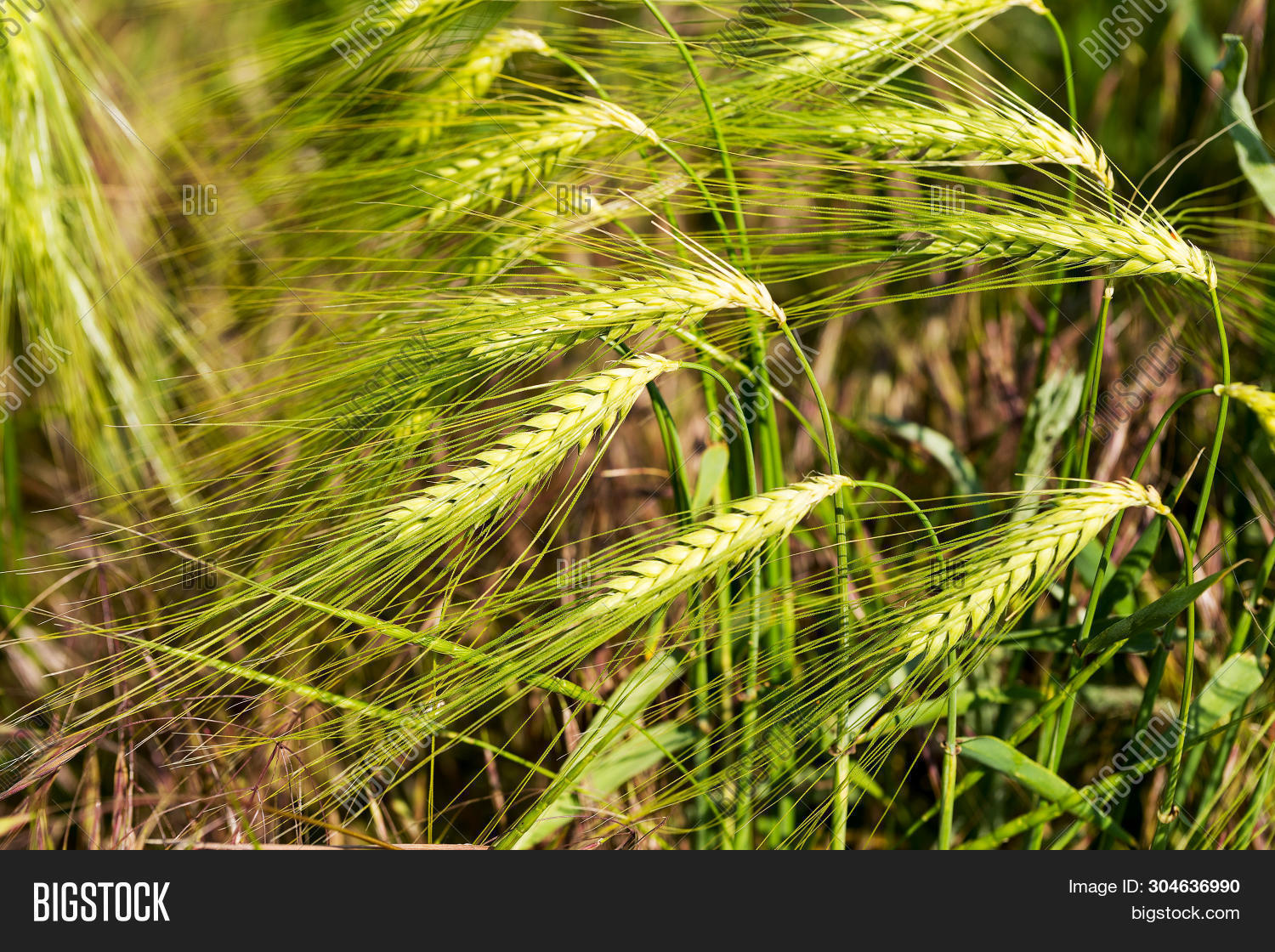 Green Wheat Grass. Image & Photo (Free Trial) | Bigstock