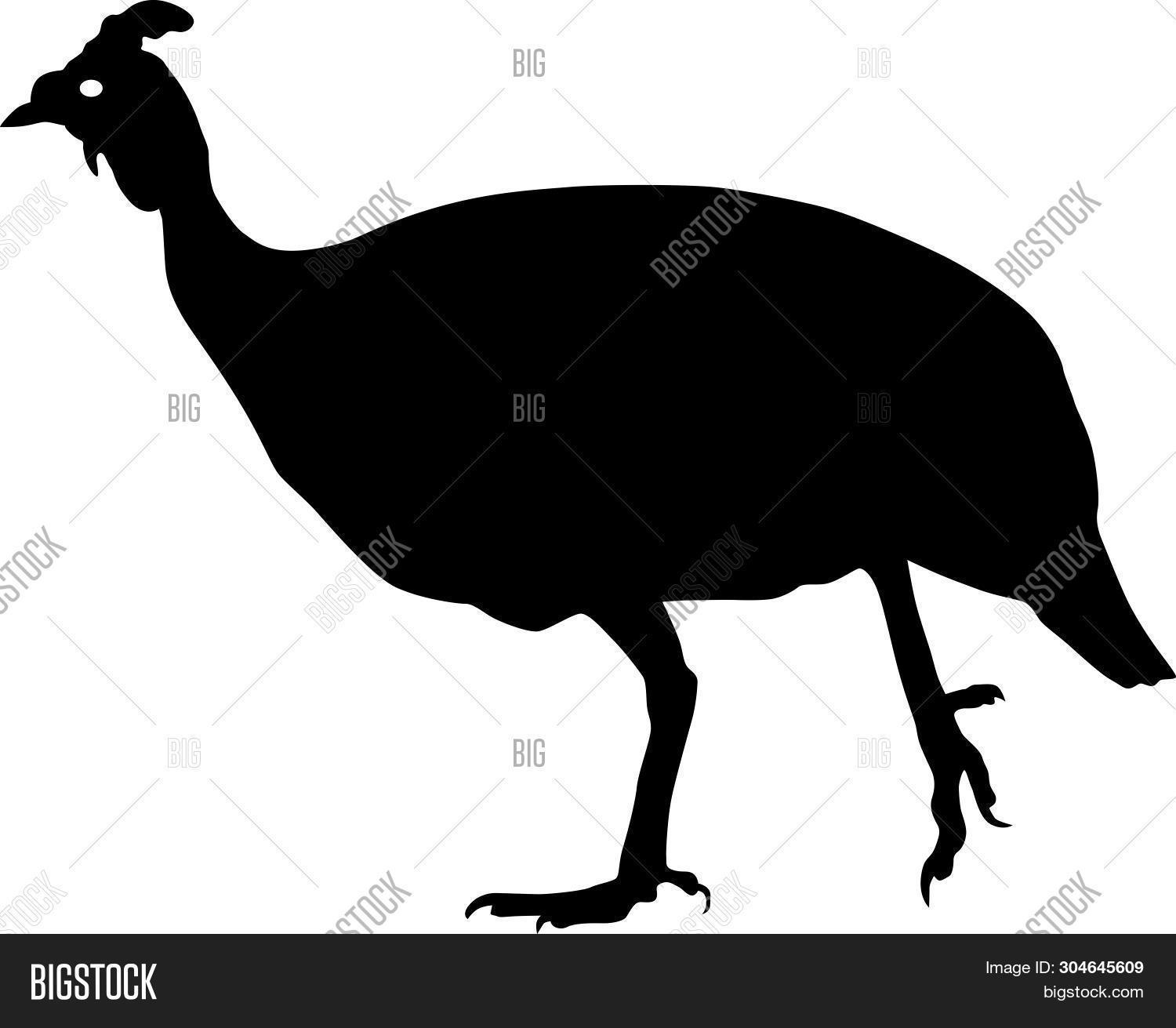 Guinea Fowl Bird Vector & Photo (Free Trial) | Bigstock