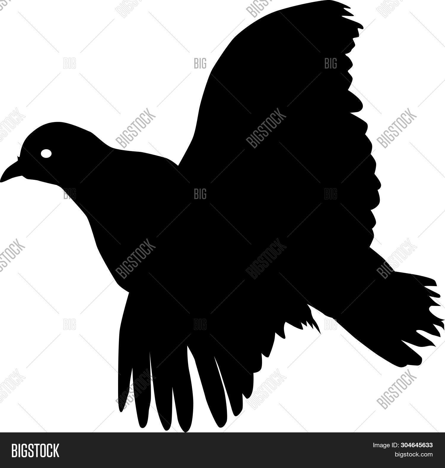 Partridge Bird Black Vector & Photo (Free Trial) | Bigstock