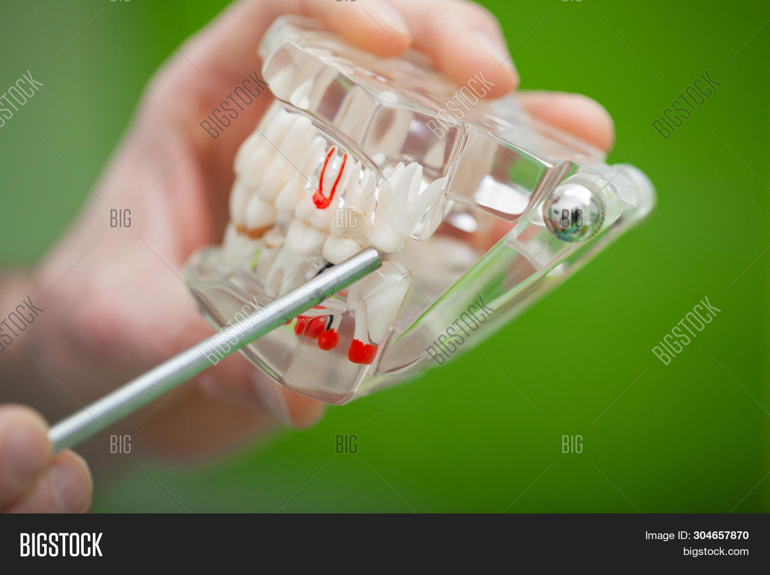 Dentist Hand Holding Image & Photo (Free Trial) | Bigstock