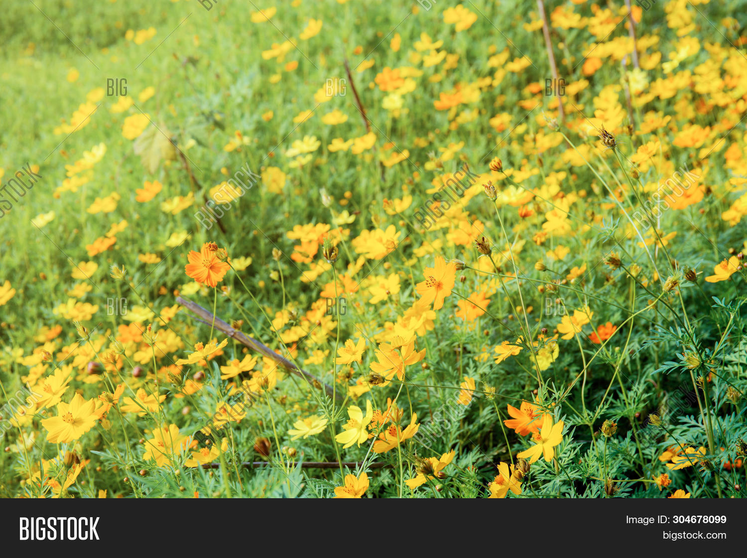 Yellow Cosmos Field Image & Photo (Free Trial) | Bigstock