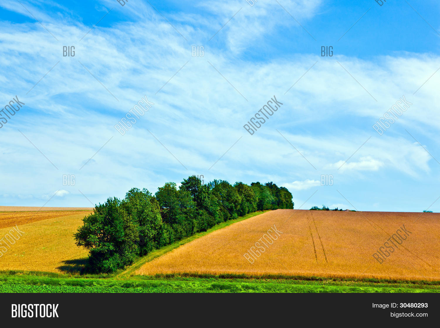 Landscape Row Trees Image & Photo (Free Trial) | Bigstock