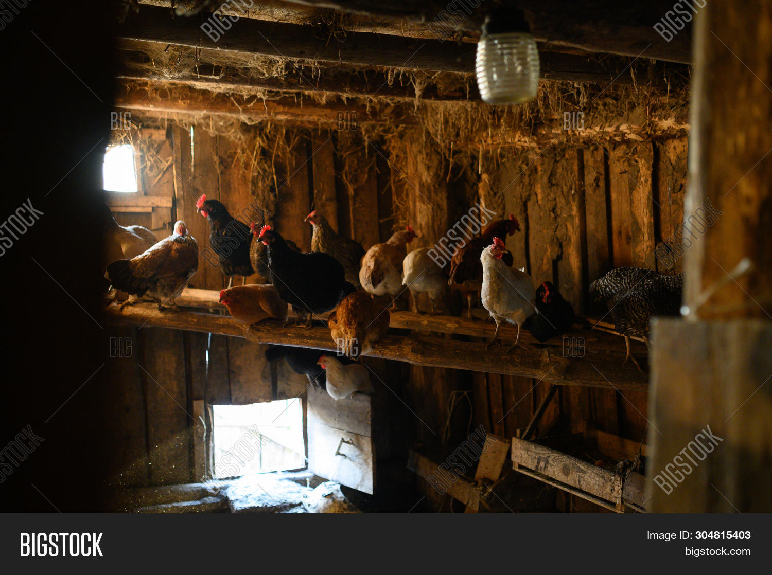 Chicken Coop. Farm. Image & Photo (Free Trial) | Bigstock