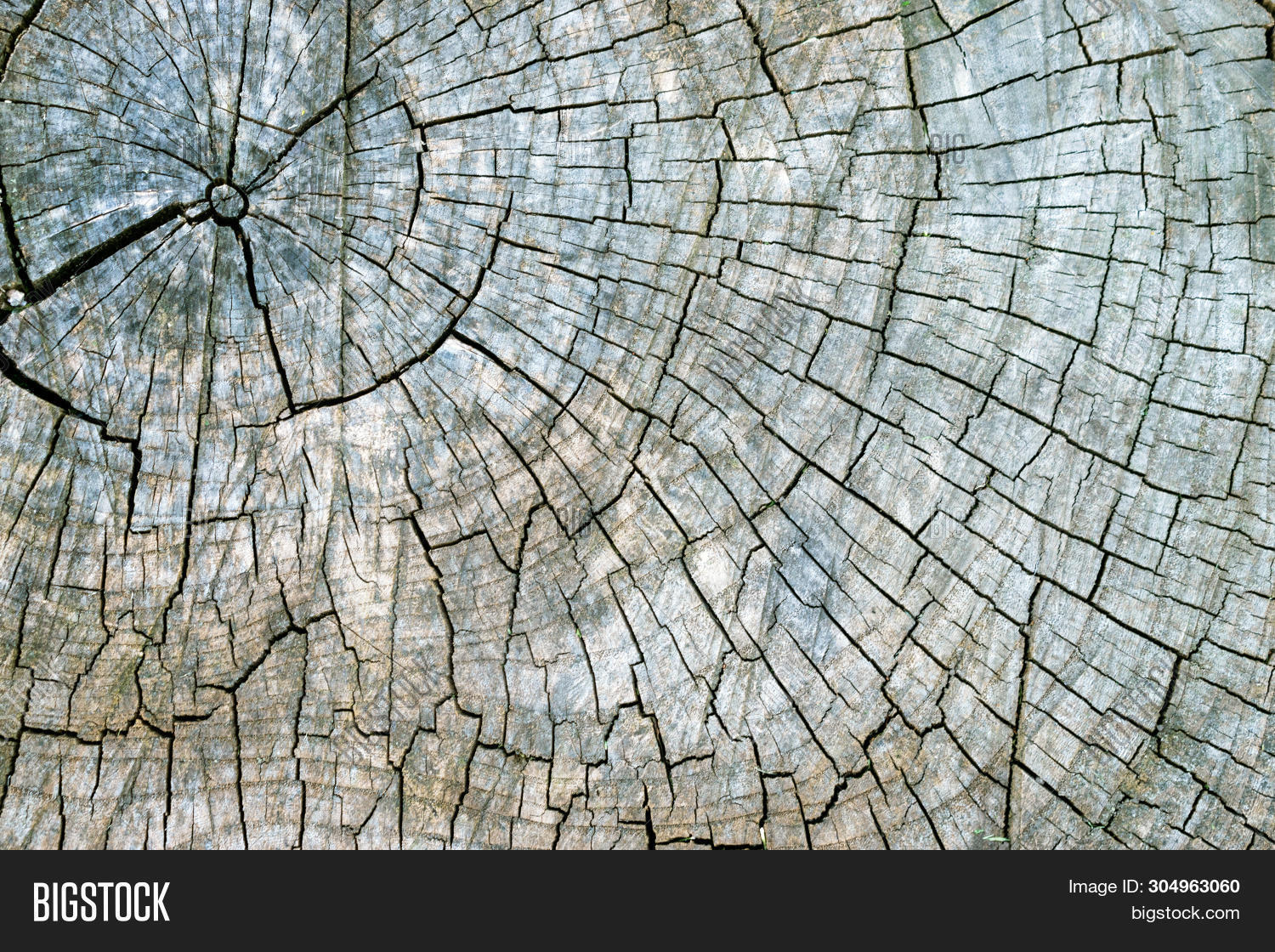 Old Cracked Tree Stump Image & Photo (Free Trial) | Bigstock