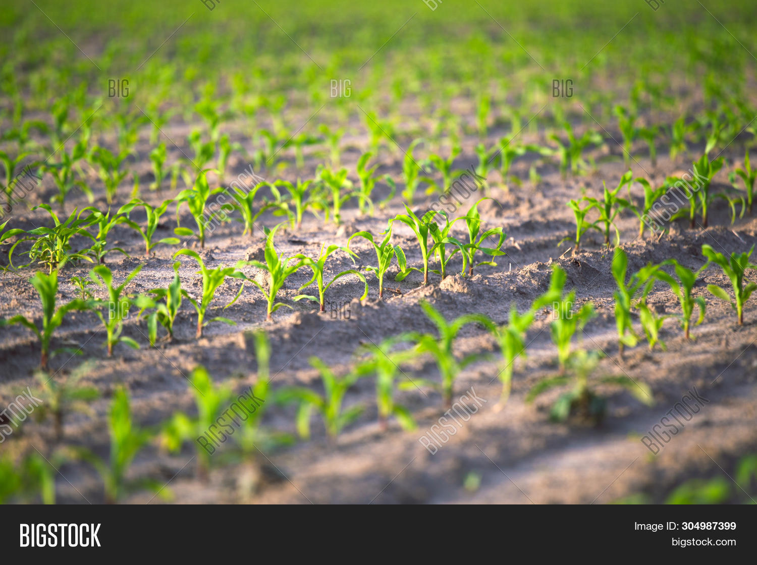 Young Shoots Corn. Image & Photo (Free Trial) | Bigstock