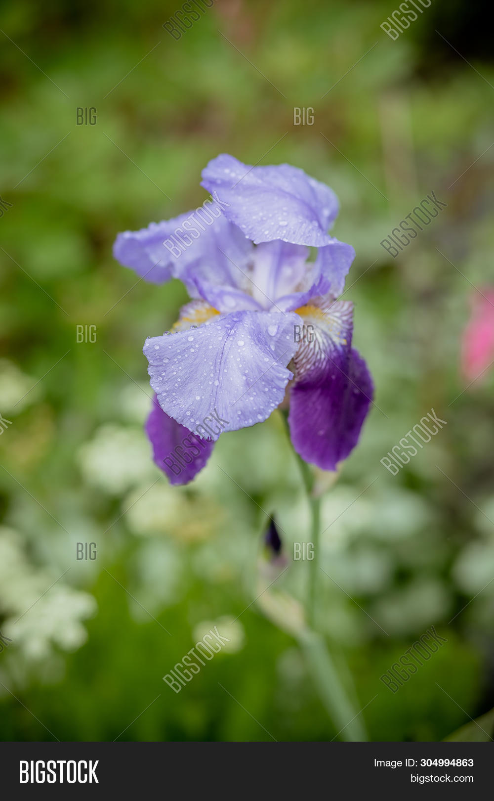 Violet Iris Over Green Image & Photo (Free Trial) | Bigstock