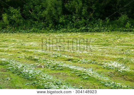 Freshly Mowed Meadow Image & Photo (Free Trial) | Bigstock