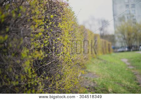 High Bushes Small Image & Photo (Free Trial) | Bigstock