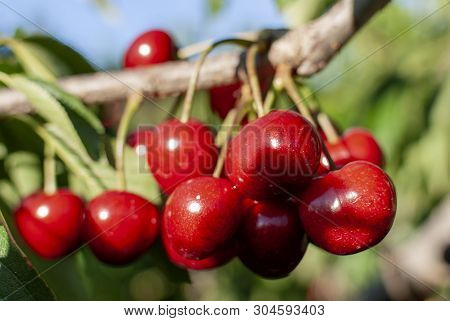 Big Red Cherries Image & Photo (Free Trial) | Bigstock