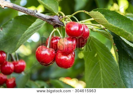 Cherry Leaf Stalk. Image & Photo (Free Trial) | Bigstock