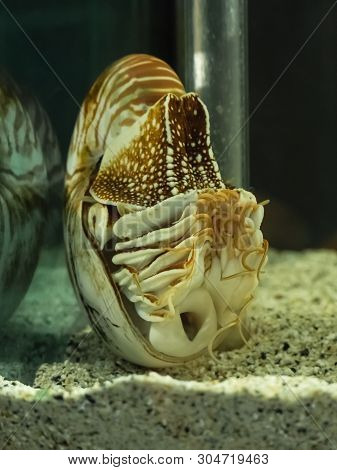 Nautilus Shell Images, Illustrations & Vectors (Free) - Bigstock