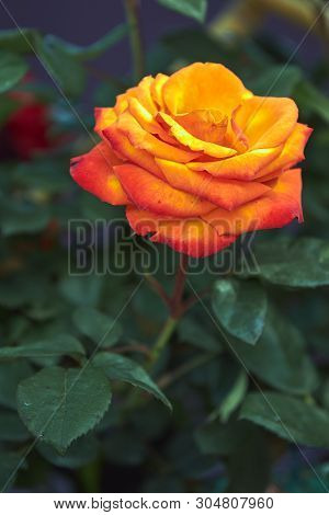 Red Rose Almost Image & Photo (Free Trial) | Bigstock