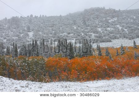 Cache National Forest Image & Photo (Free Trial) | Bigstock