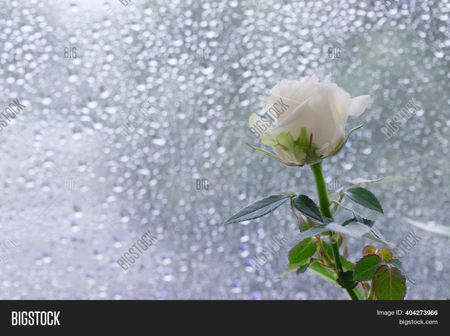 White Rose With Raindrops