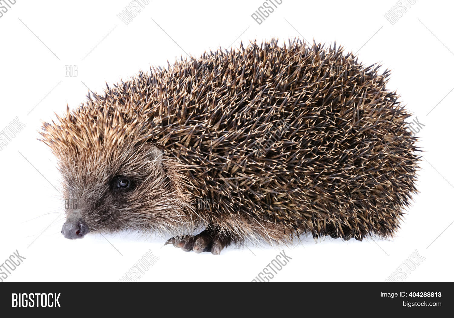 Cute Spiky Hedgehog Image & Photo (Free Trial) | Bigstock
