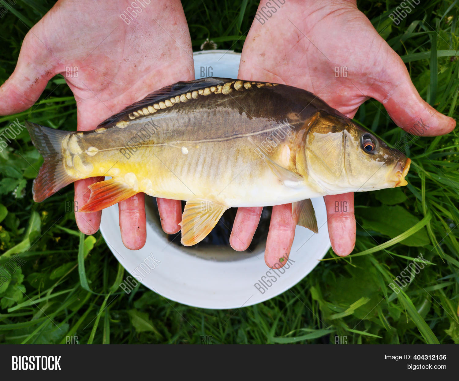 Mirror Carp Fish