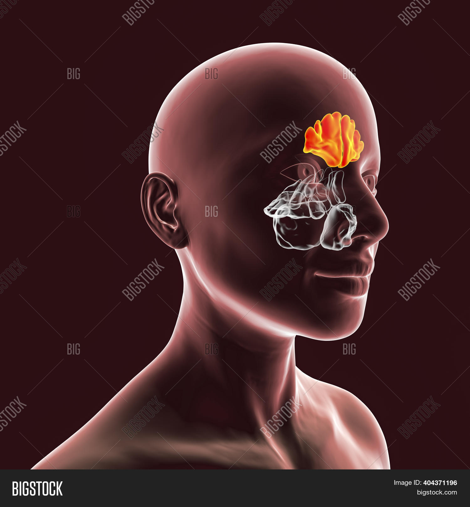 Anatomy Paranasal Sinuses Illustration Showing Female, 60% OFF