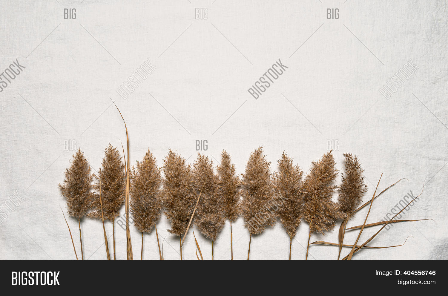 Natural Dried Reed Image & Photo (Free Trial) | Bigstock