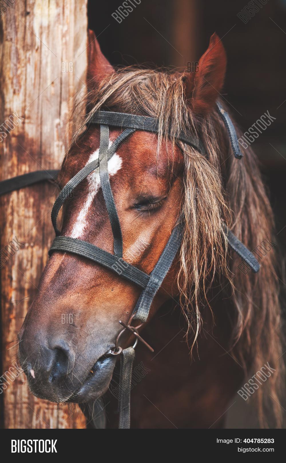 Stallion Bridle Stands Image & Photo (Free Trial) | Bigstock