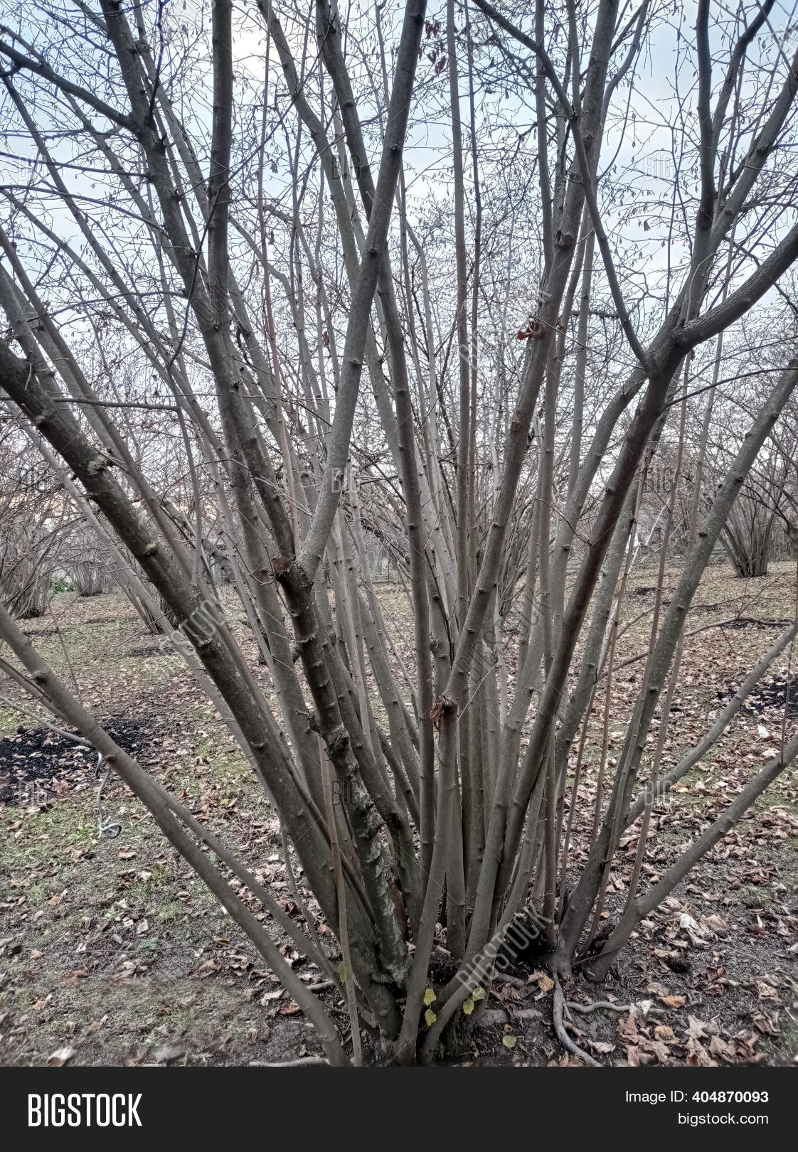 Hazelnut Bush In Winter