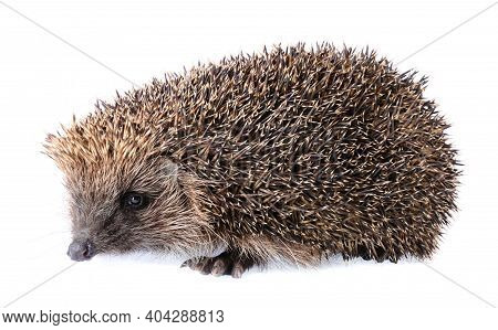 Cute Spiky Hedgehog Image & Photo (Free Trial) | Bigstock