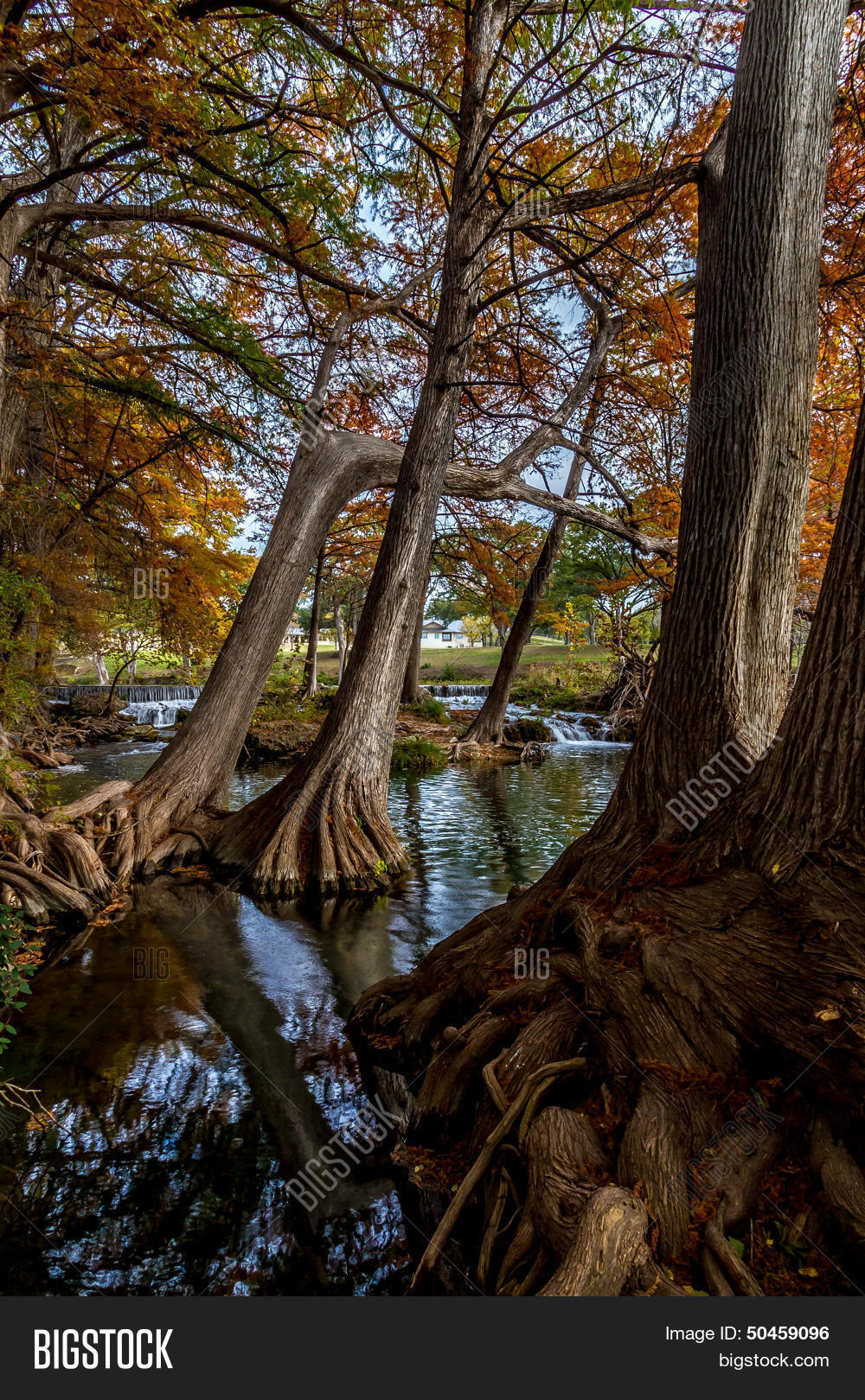 Gigantic Cypress Trees Image & Photo (Free Trial) | Bigstock