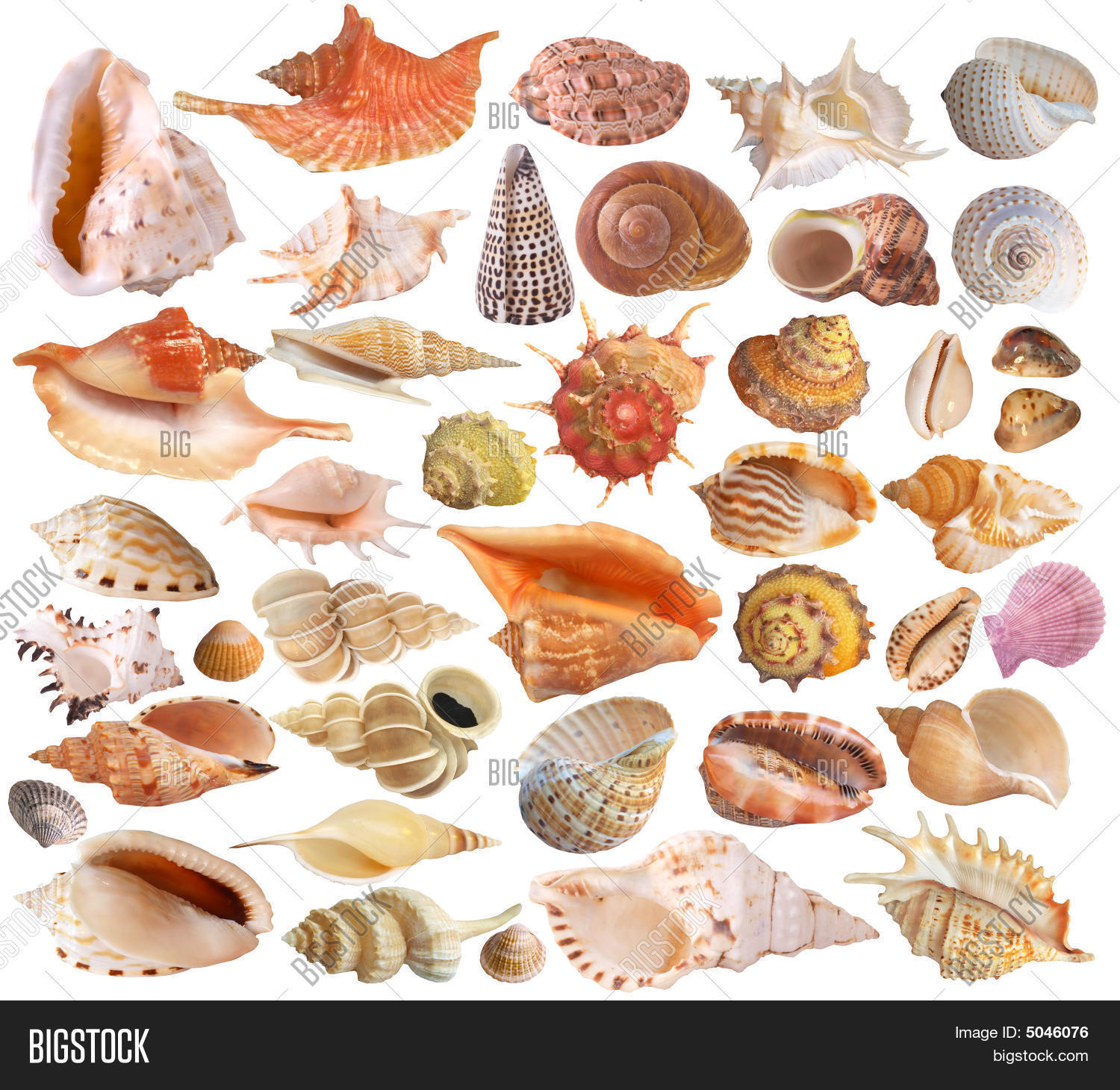 Set Seashell Image & Photo (Free Trial) | Bigstock