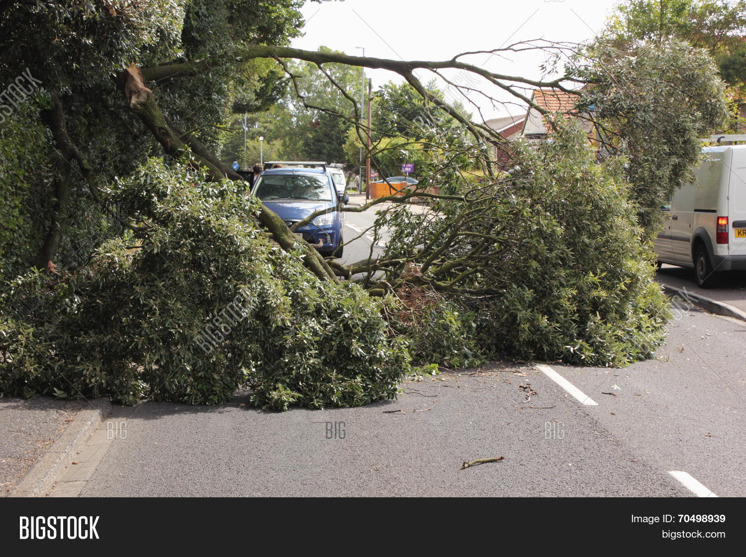 Fallen Tree High Winds Image & Photo (Free Trial) | Bigstock