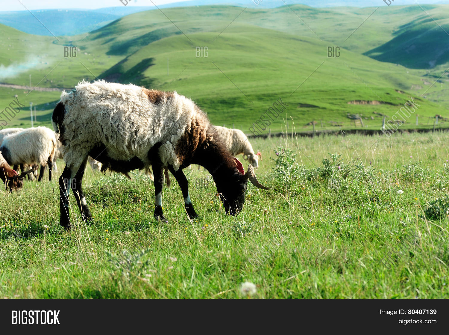 Sheep Eat Grass Image & Photo (Free Trial) | Bigstock