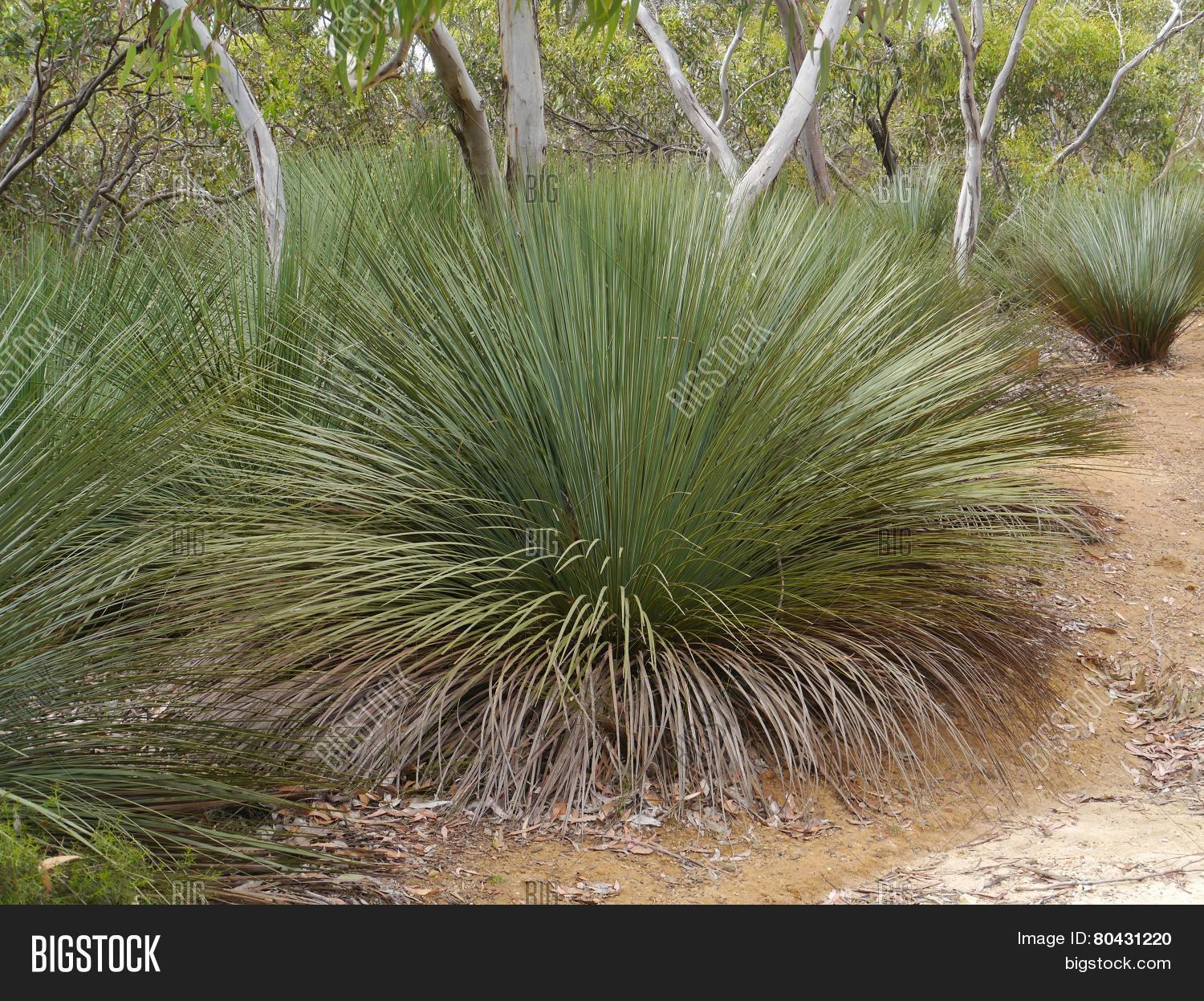 Yakka Plant Native Image & Photo (Free Trial) | Bigstock