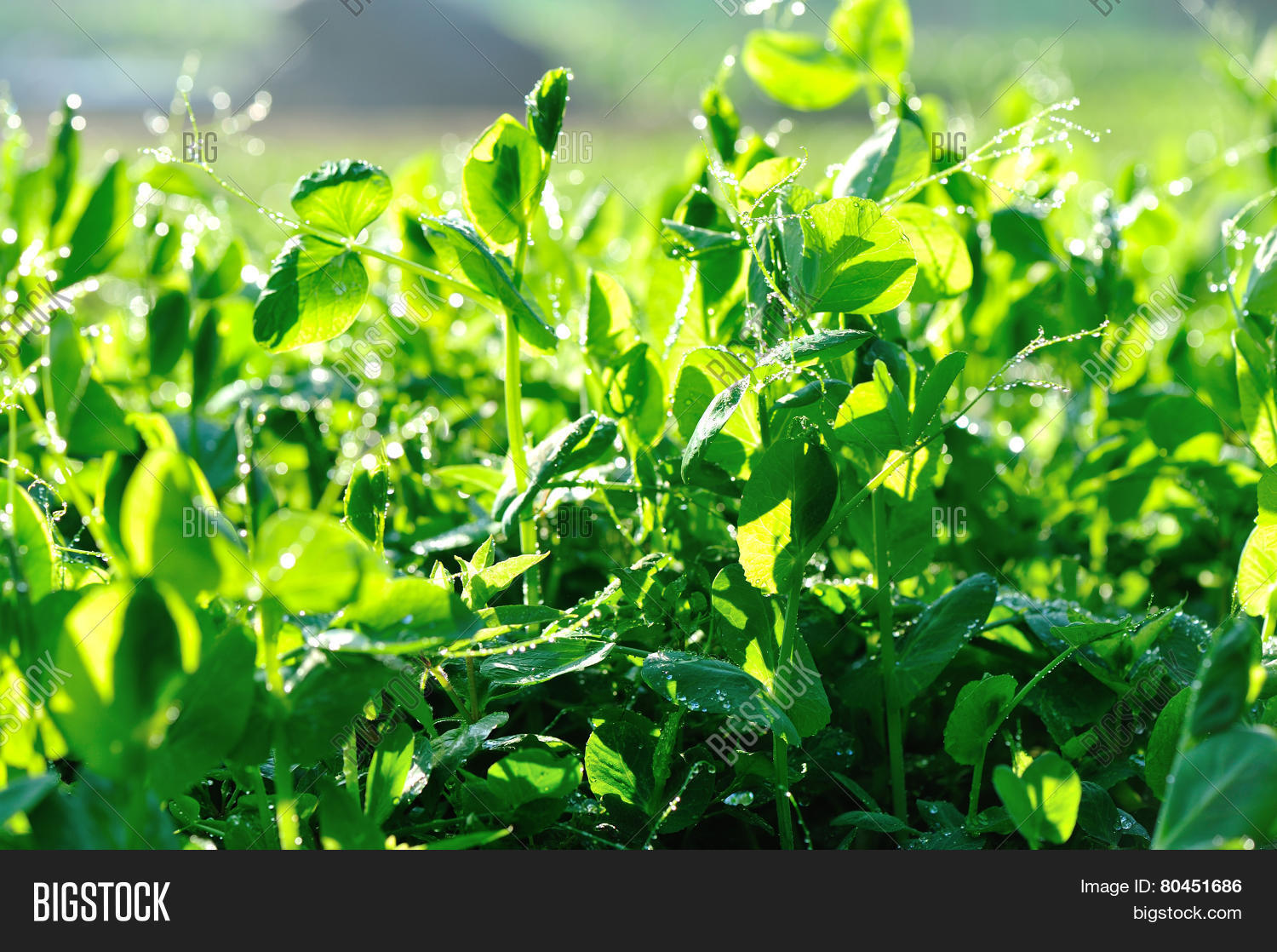 Green Pea Crops N Image & Photo (Free Trial) | Bigstock