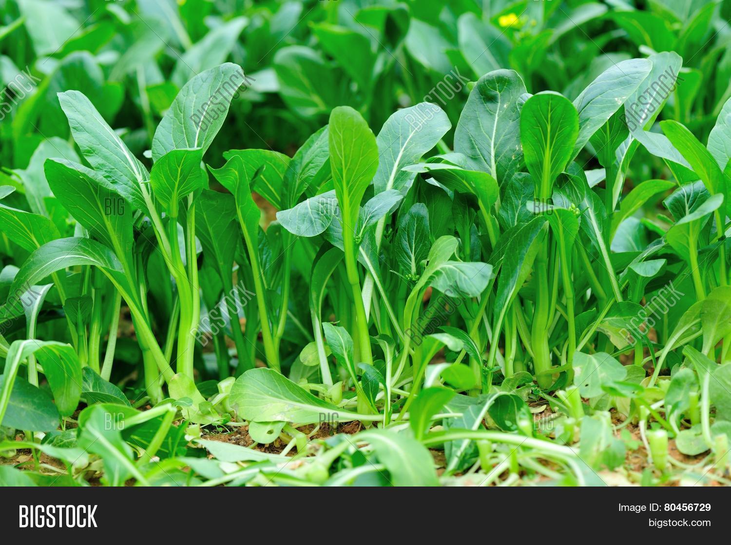 Green Choy Sum Growth Image & Photo (Free Trial) | Bigstock