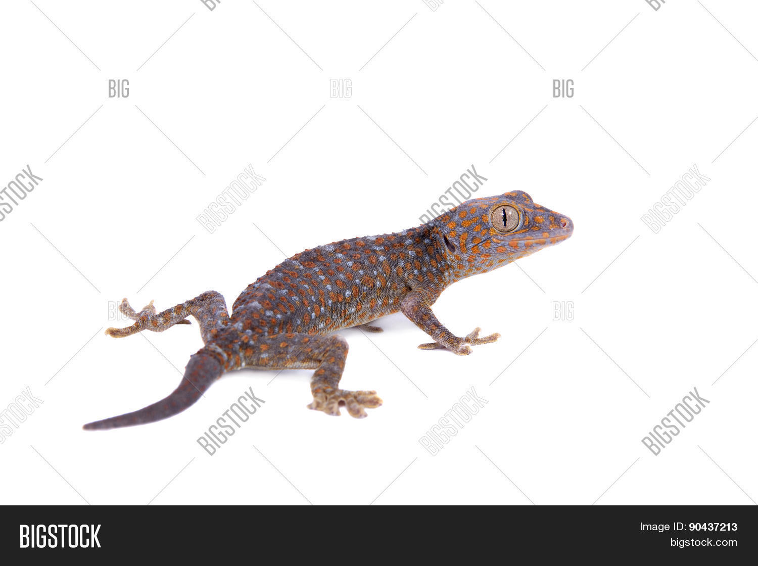 Tokay Gecko Isolated Image & Photo (Free Trial) | Bigstock