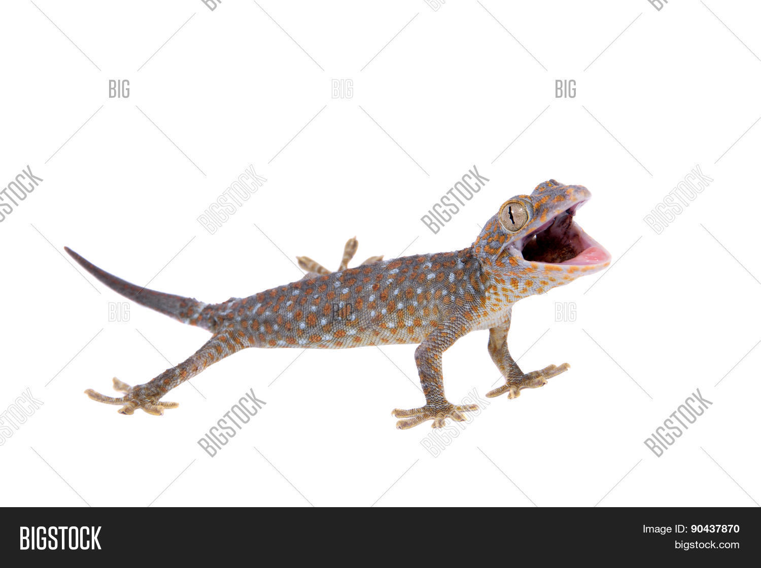 Tokay Gecko Isolated Image & Photo (Free Trial) | Bigstock